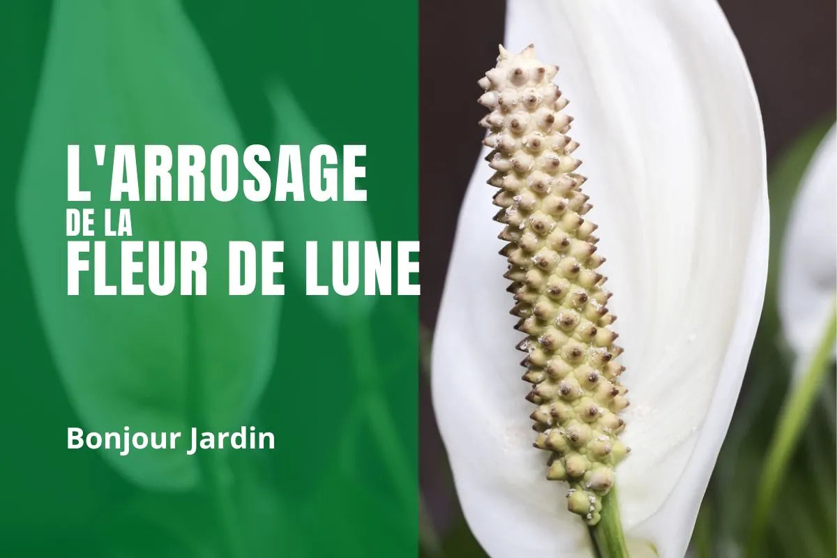 Réussir l’arrosage de la fleur de lune (Spathiphyllum)