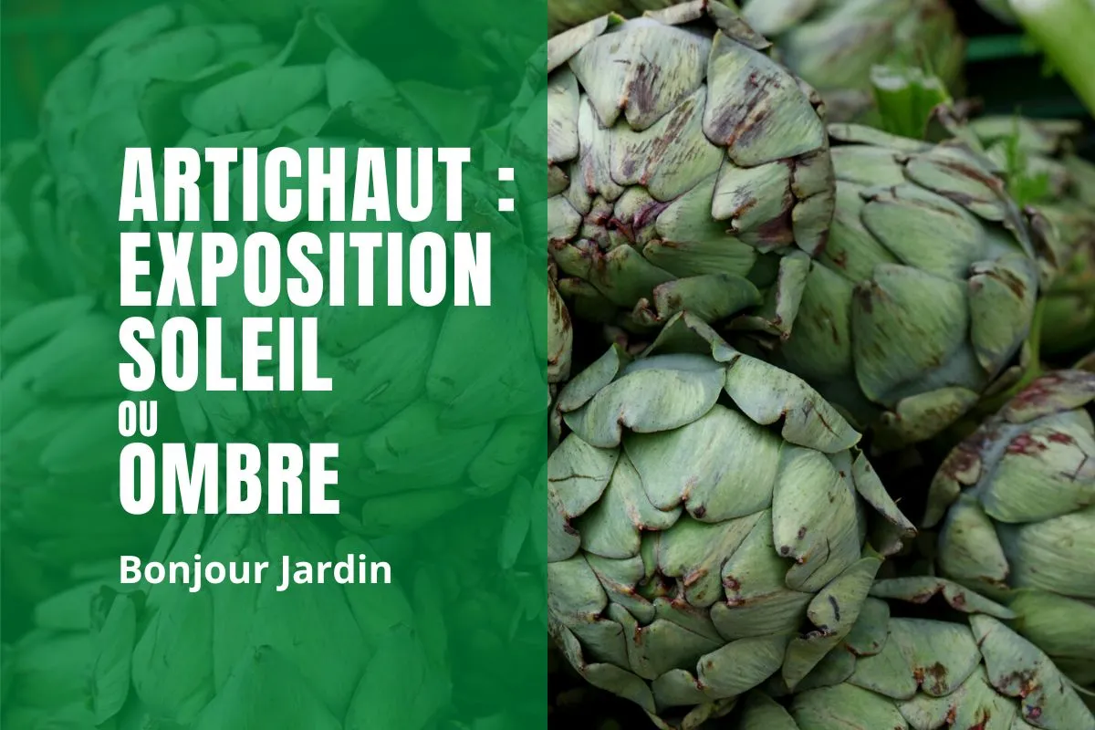 Artichaut : exposition plein soleil ou à l’ombre
