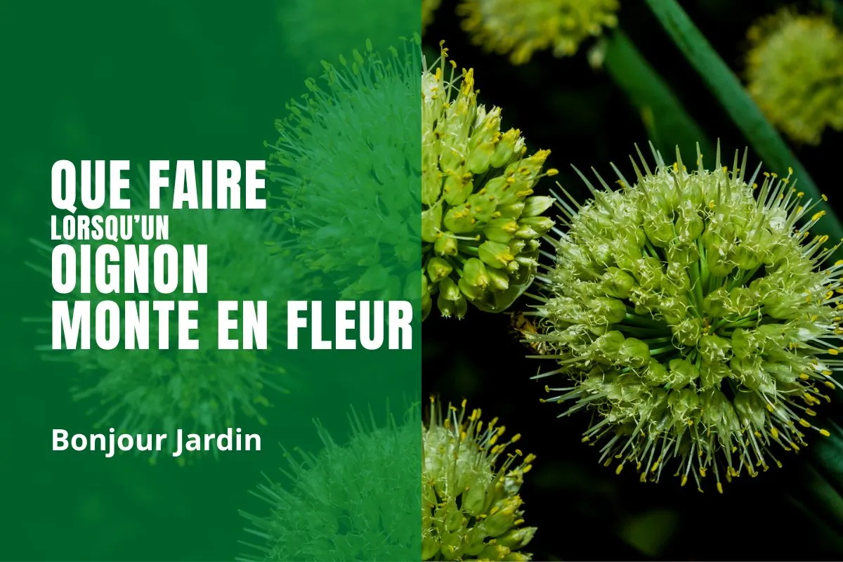 Que faire lorsqu’un oignon monte en fleur