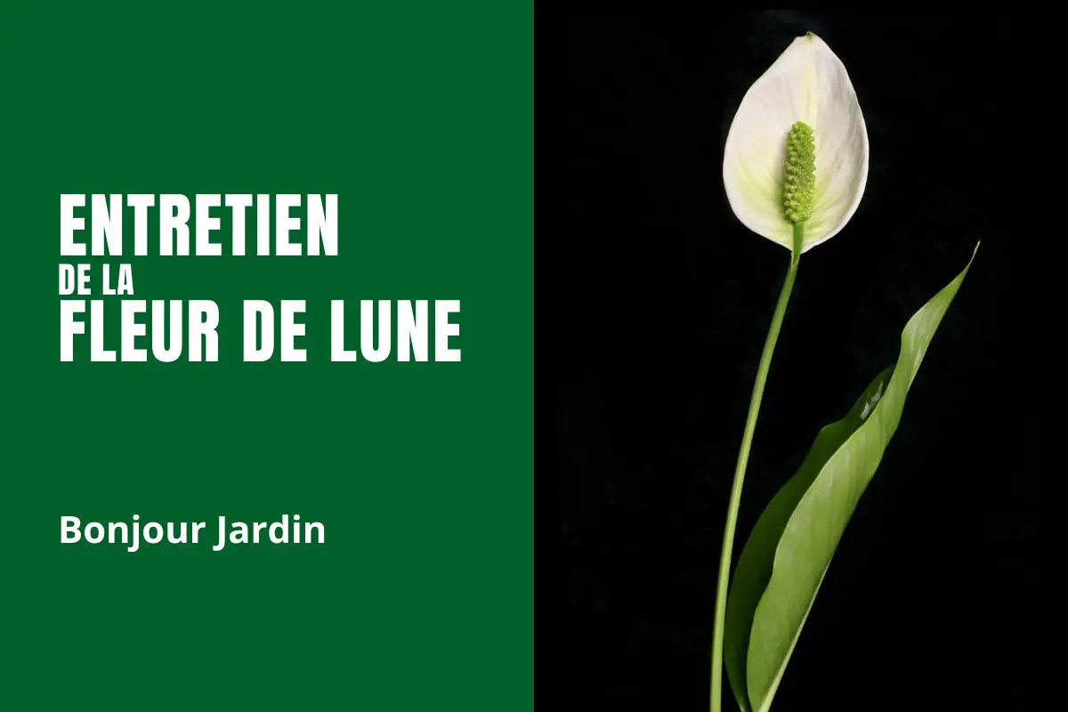 Entretien de la fleur de lune : conseils et astuces utiles